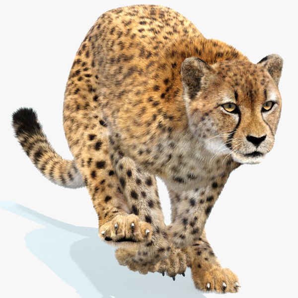 3D Cheetah Models | TurboSquid
