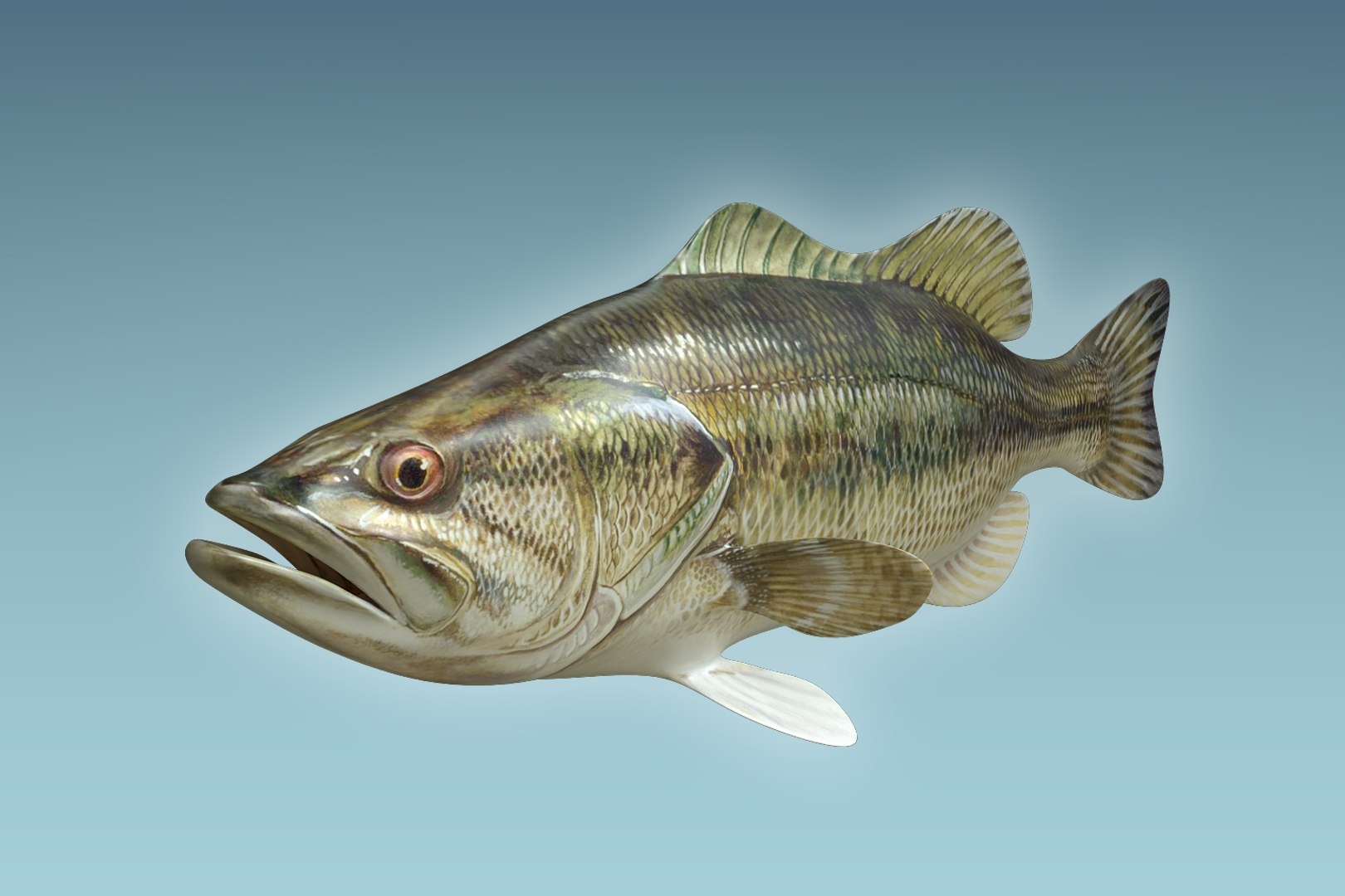 3D mangrove jack fish - TurboSquid 1200808