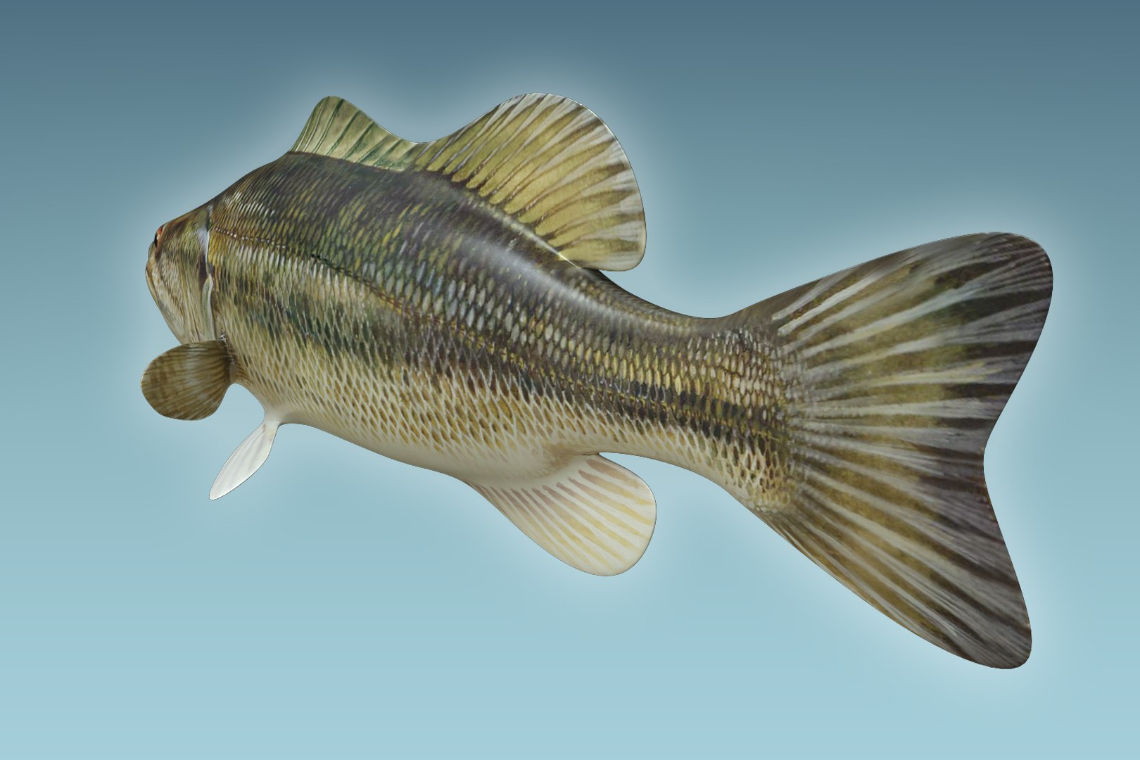 3D mangrove jack fish - TurboSquid 1200808