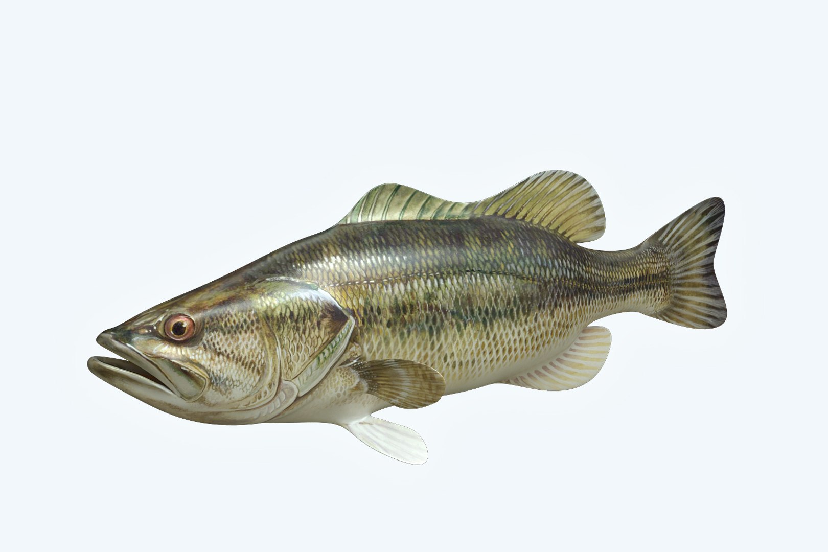 3D mangrove jack fish - TurboSquid 1200808