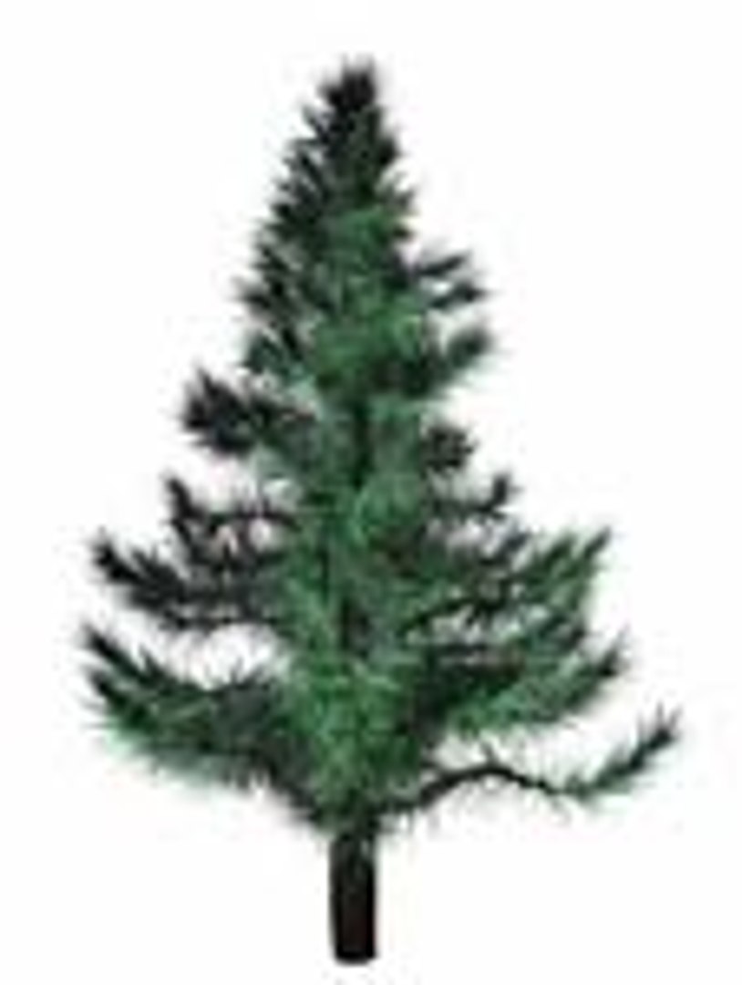 conifer bryce 3d model