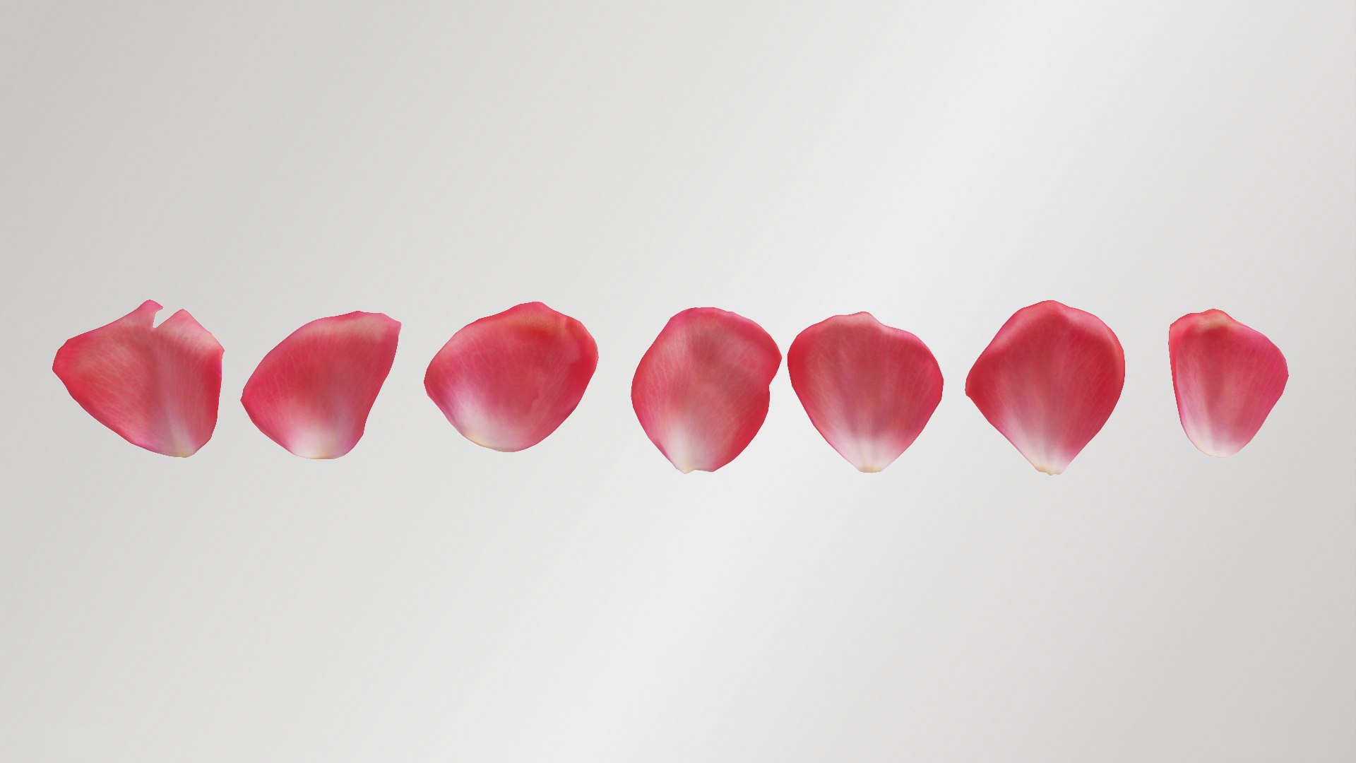3D Model Pink Rose Petals - TurboSquid 2262726