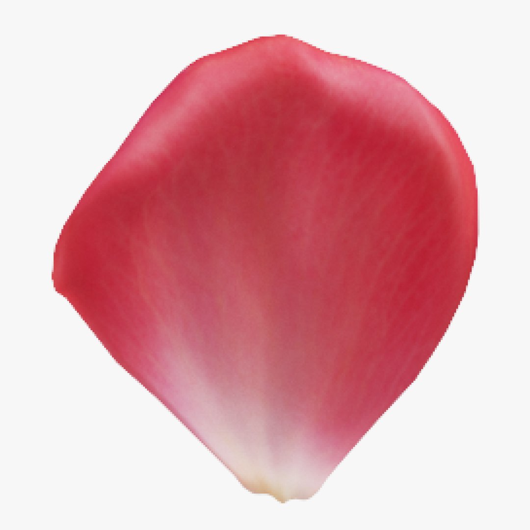 3D Model Pink Rose Petals - TurboSquid 2262726