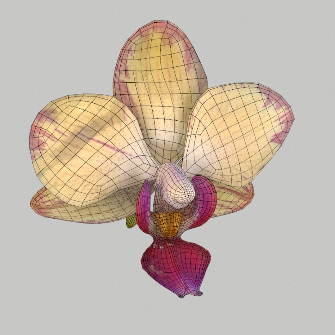 Orchid Flower 3d Model