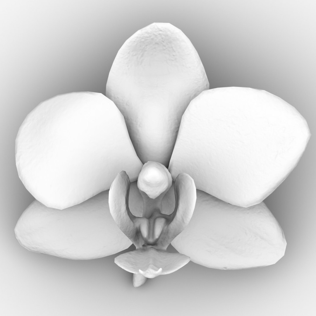 Orchid Flower 3d Model