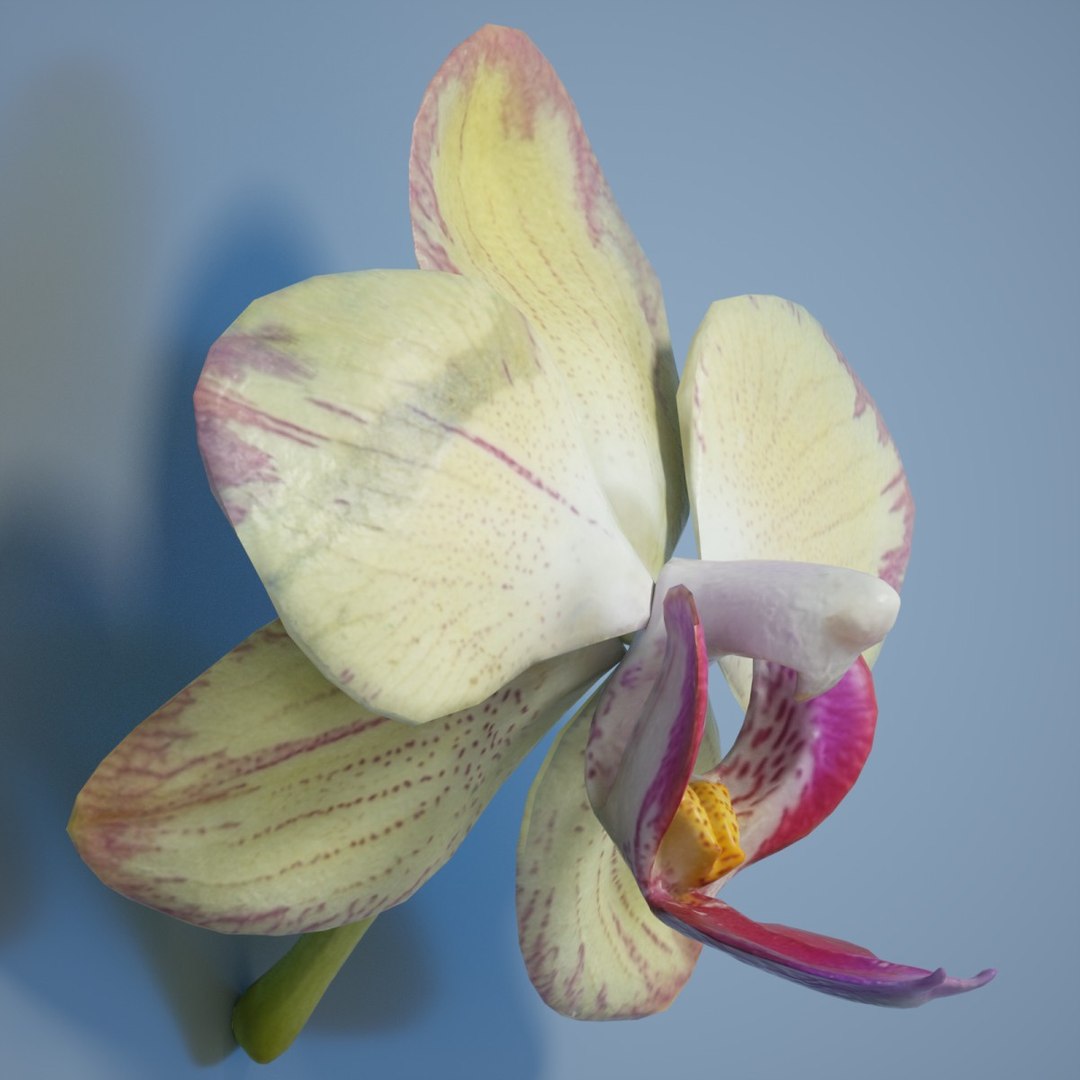 Orchid Flower 3d Model