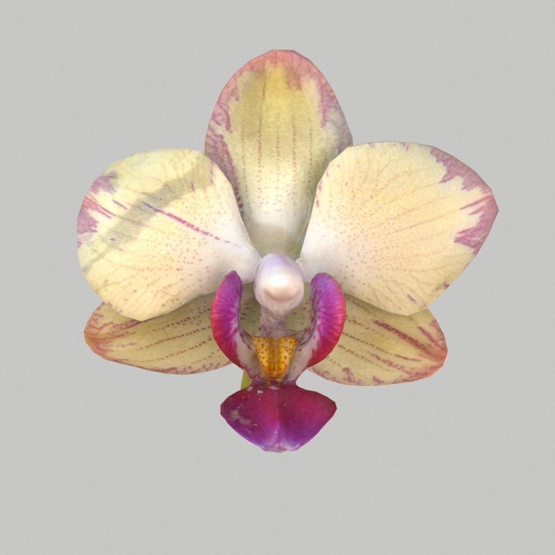 Orchid Flower 3d Model
