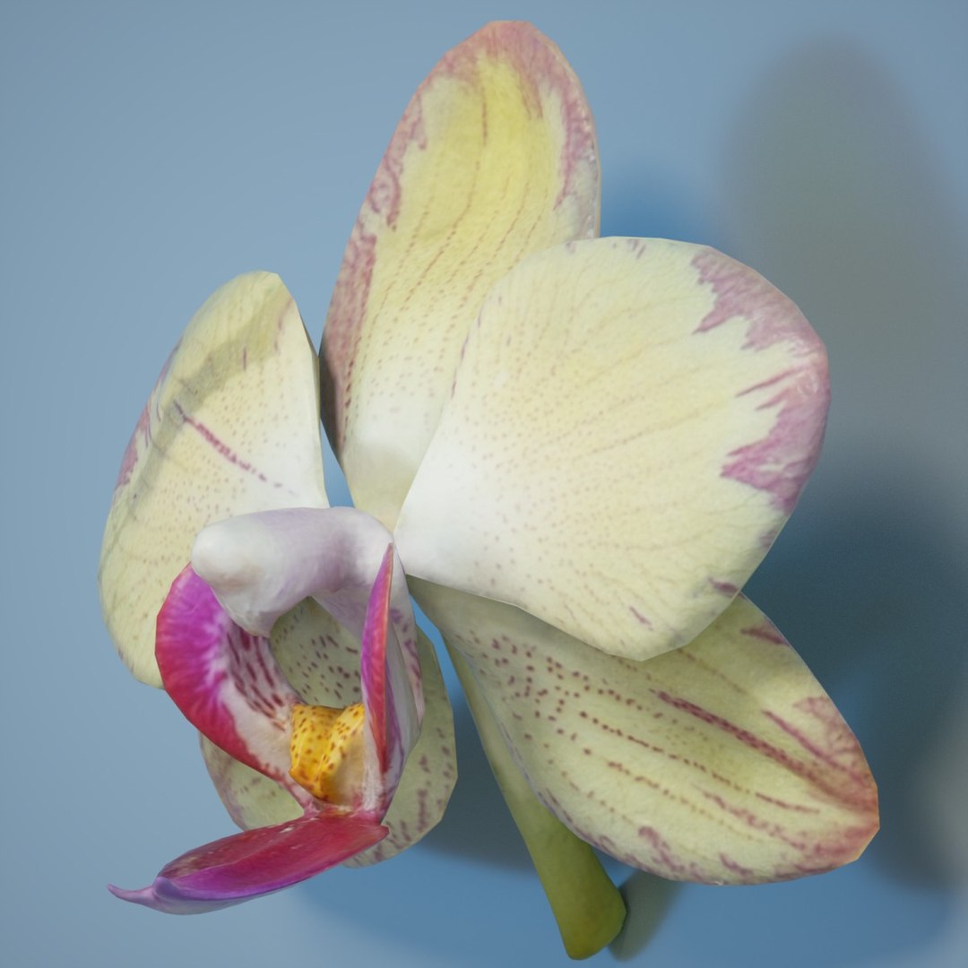 Orchid Flower 3d Model