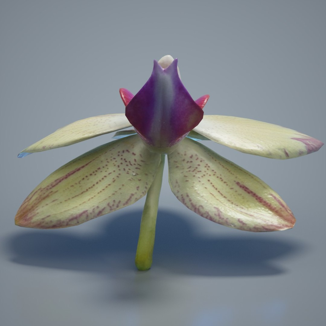 Orchid Flower 3d Model