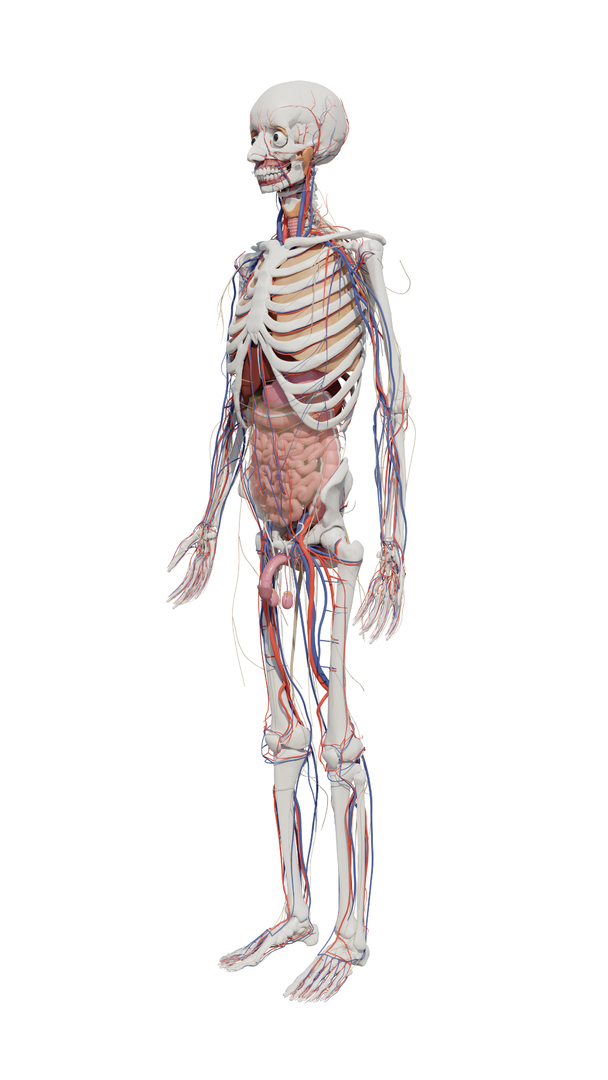 Complete Homan Body Anatomy 3D Model - TurboSquid 2083147