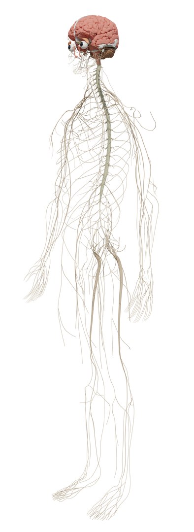 Complete Homan Body Anatomy 3D Model - TurboSquid 2083147