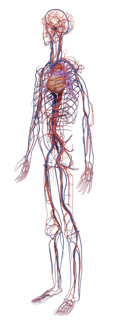 Complete Homan body anatomy 3D model - TurboSquid 2083147