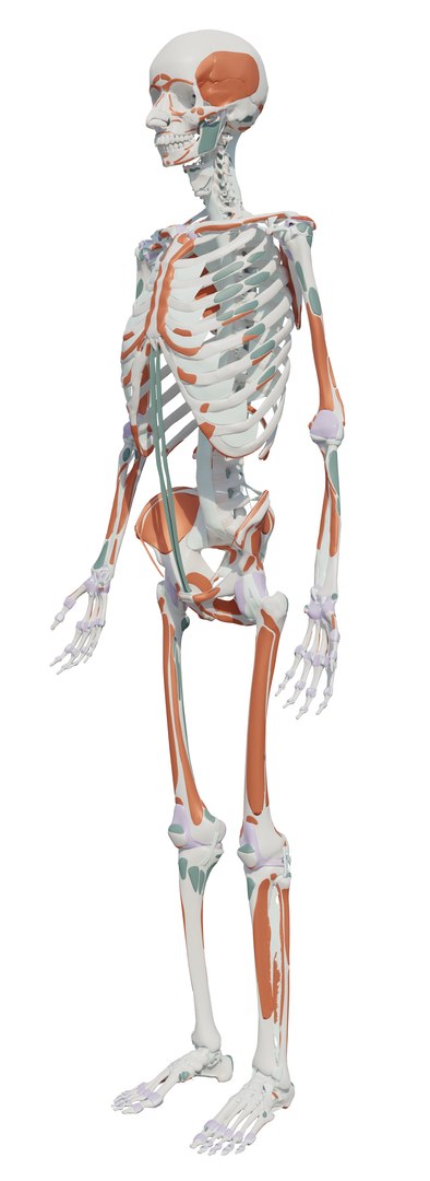 Complete Homan Body Anatomy 3D Model - TurboSquid 2083147