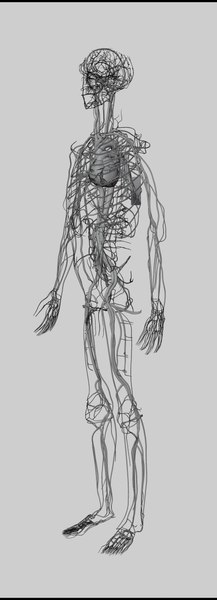 Complete Homan body anatomy 3D 모델 - TurboSquid 2083147