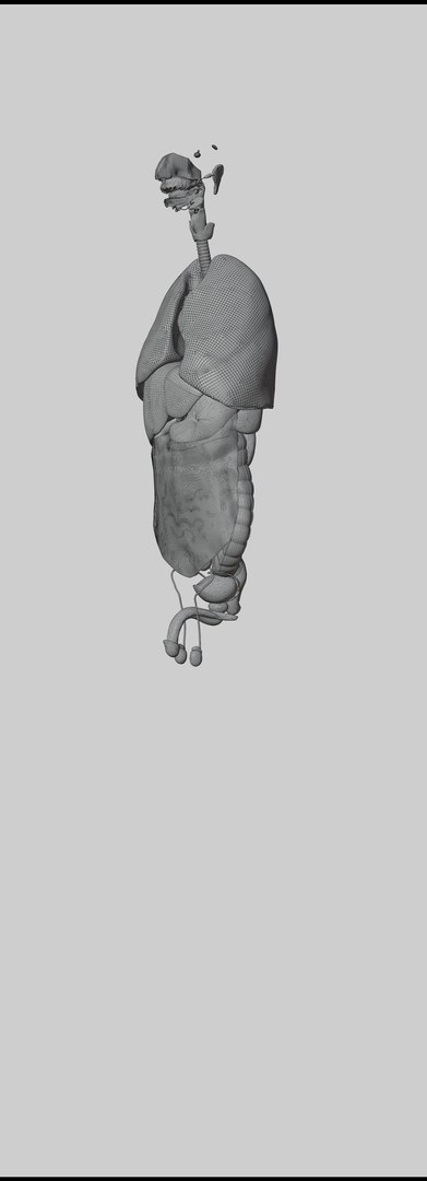 Complete Homan body anatomy 3D model - TurboSquid 2083147