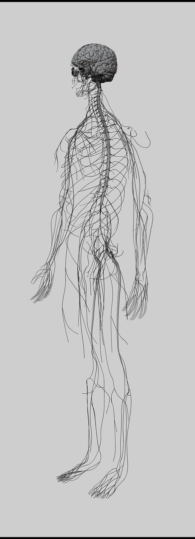 Complete Homan body anatomy 3D model - TurboSquid 2083147