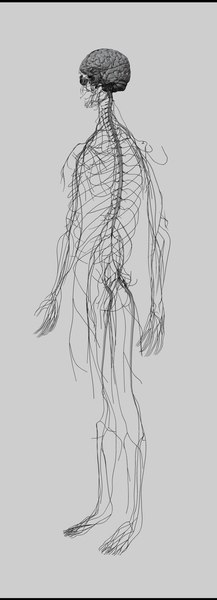 modelo 3d Anatomía completa del cuerpo humano. - TurboSquid 2083147
