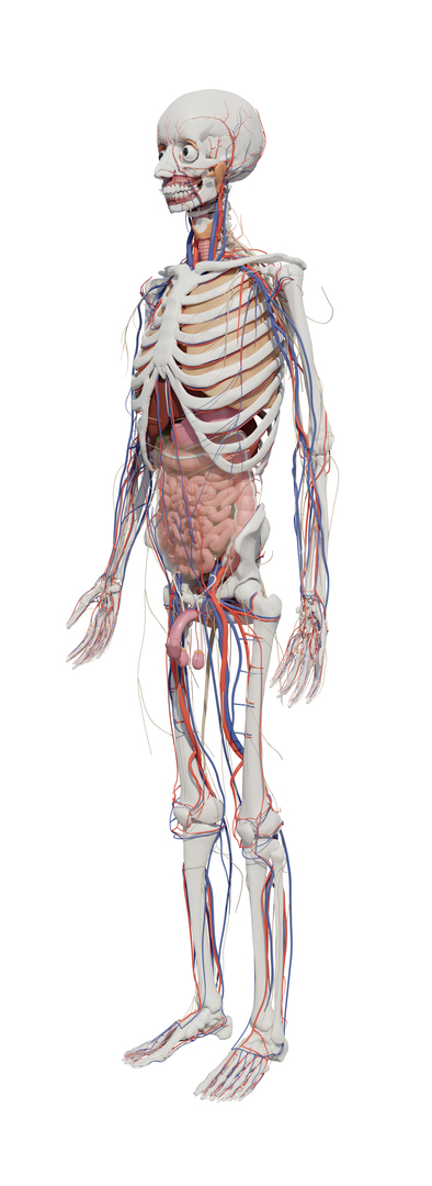 Complete Homan Body Anatomy 3D Model - TurboSquid 2083147