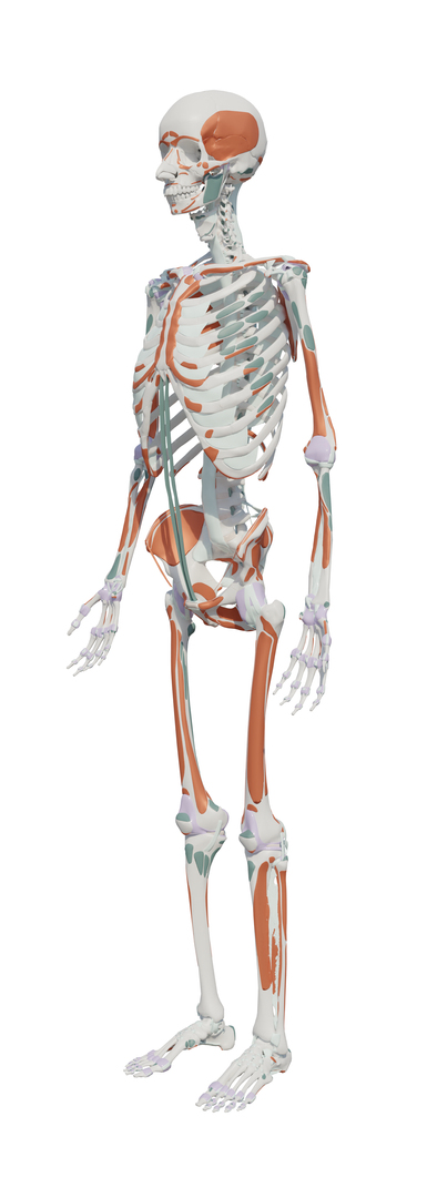 Complete Homan Body Anatomy 3D Model - TurboSquid 2083147