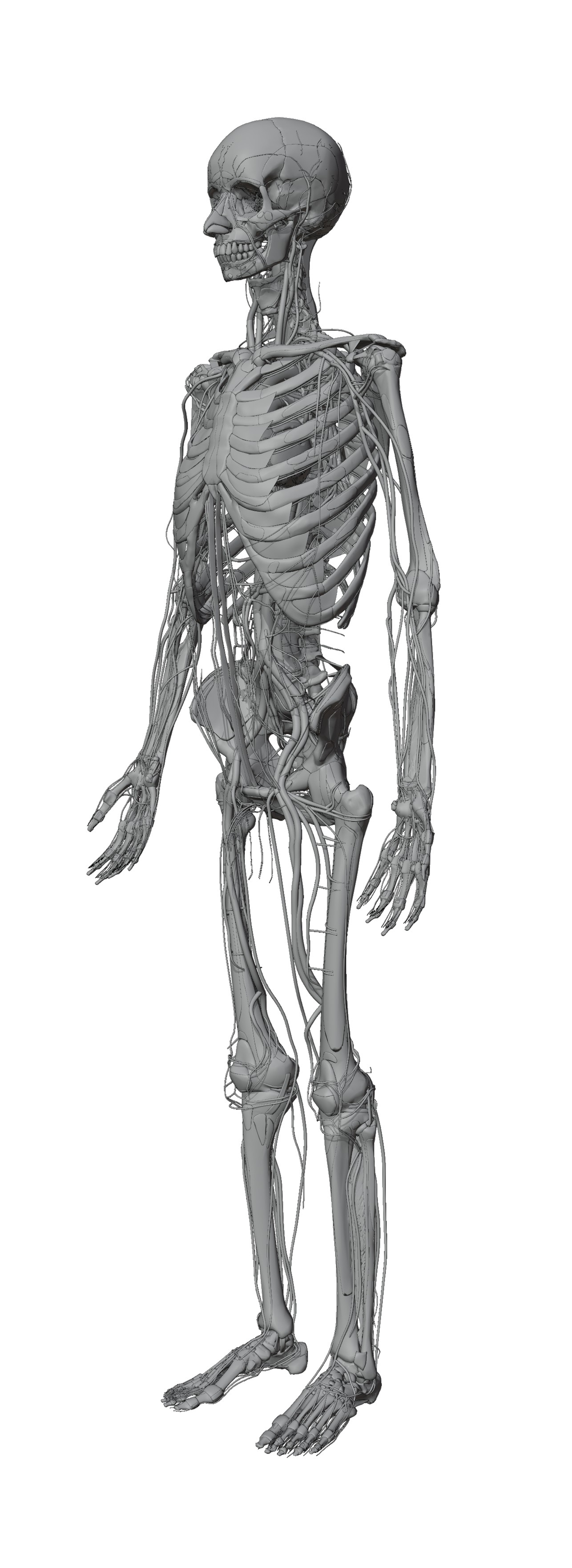 modelo 3d Anatomía completa del cuerpo humano. - TurboSquid 2083147
