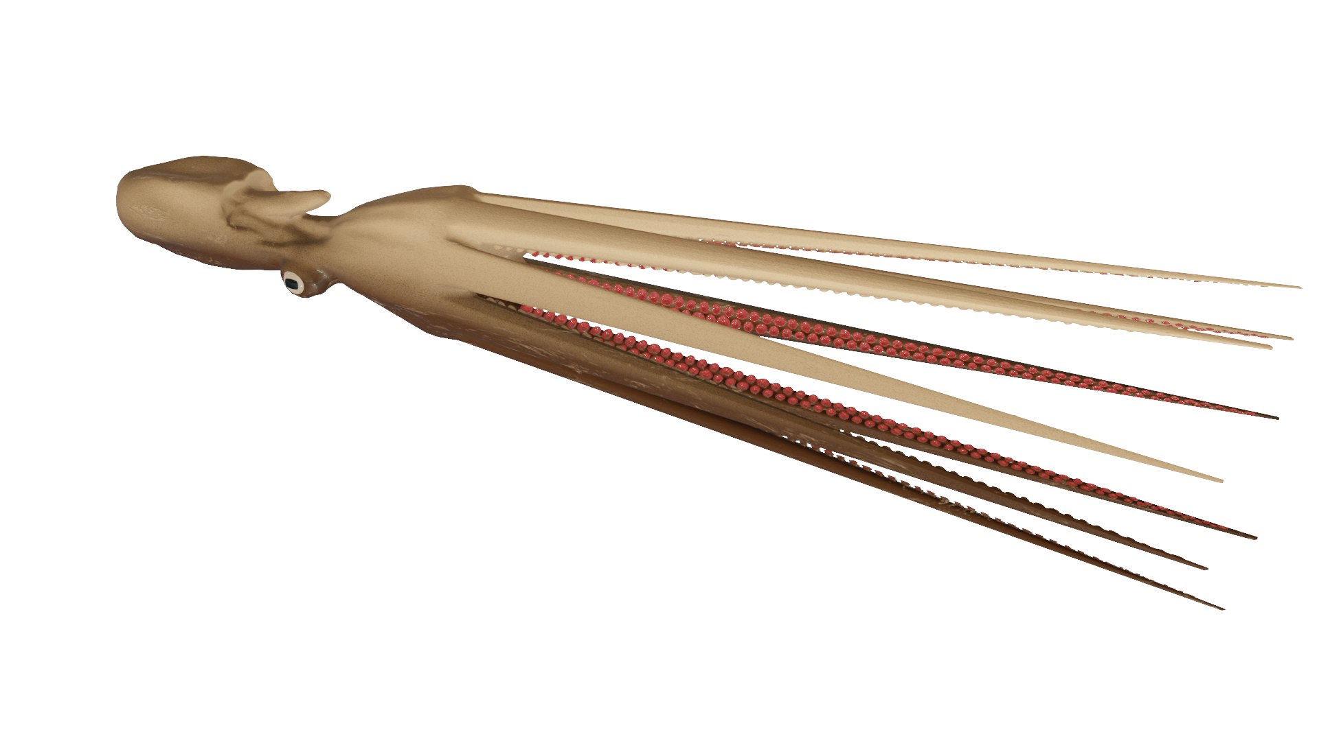 3D SQUID model - TurboSquid 1889061