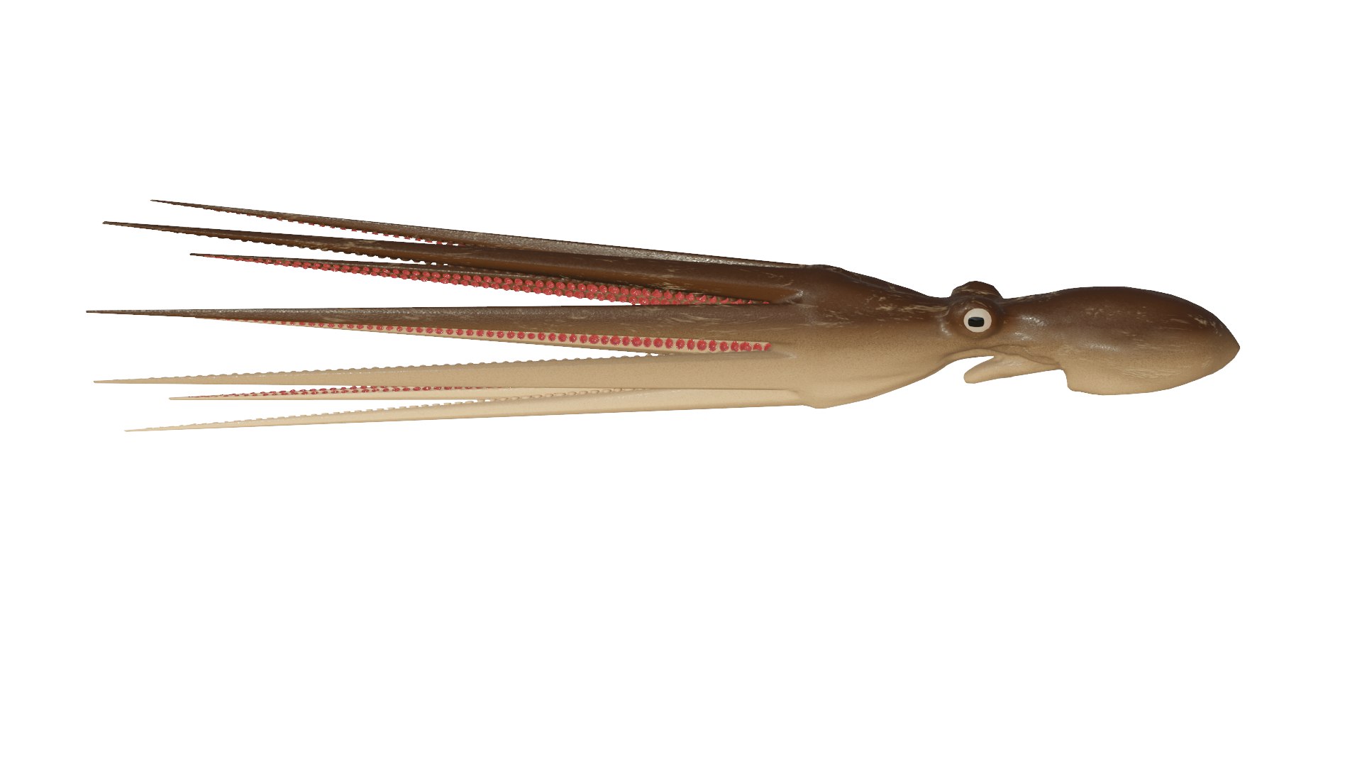 3D SQUID model - TurboSquid 1889061