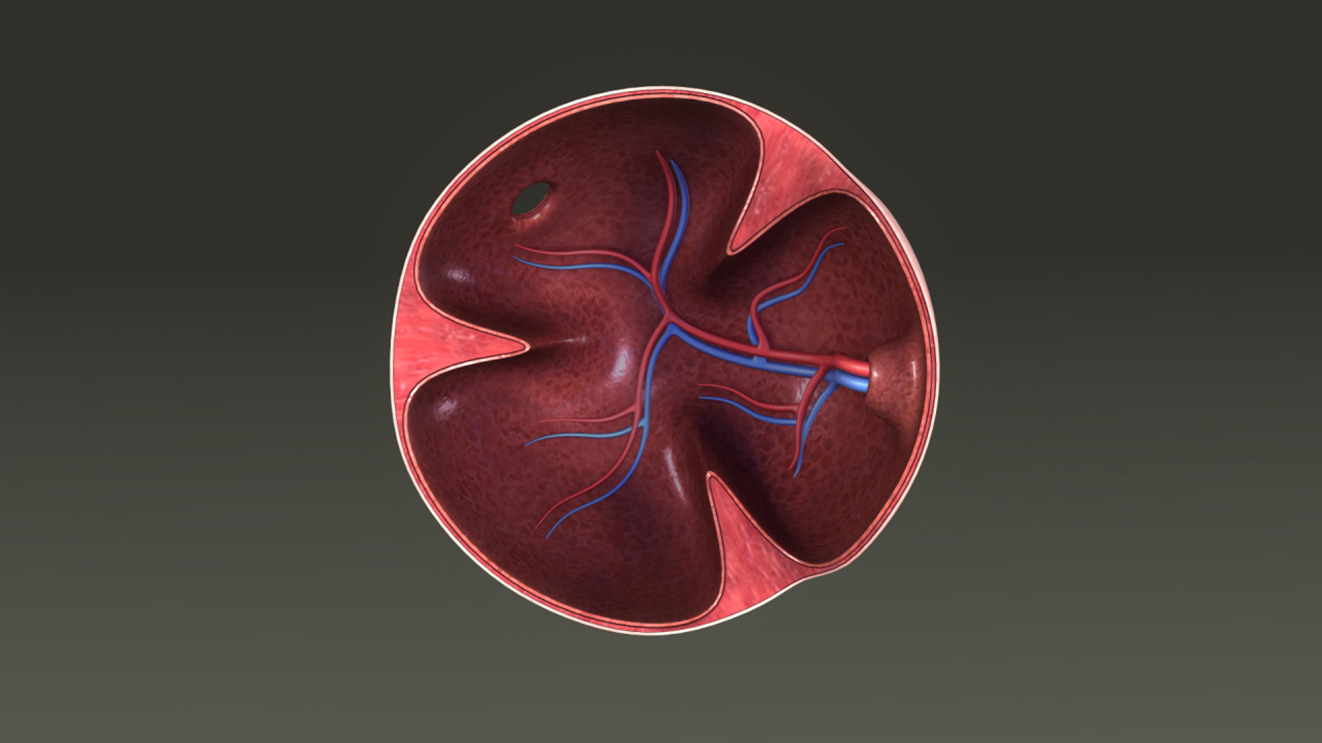 3d alvioli section model