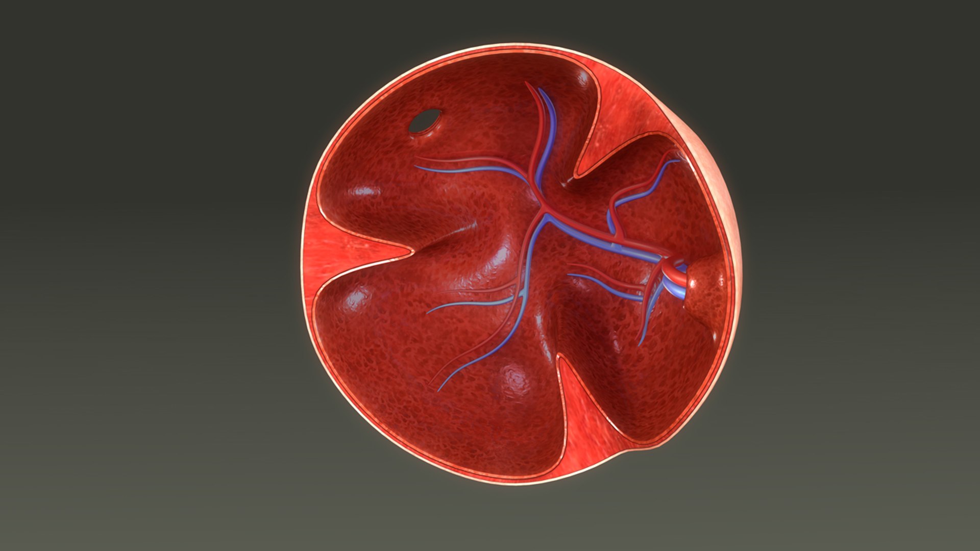 3d alvioli section model