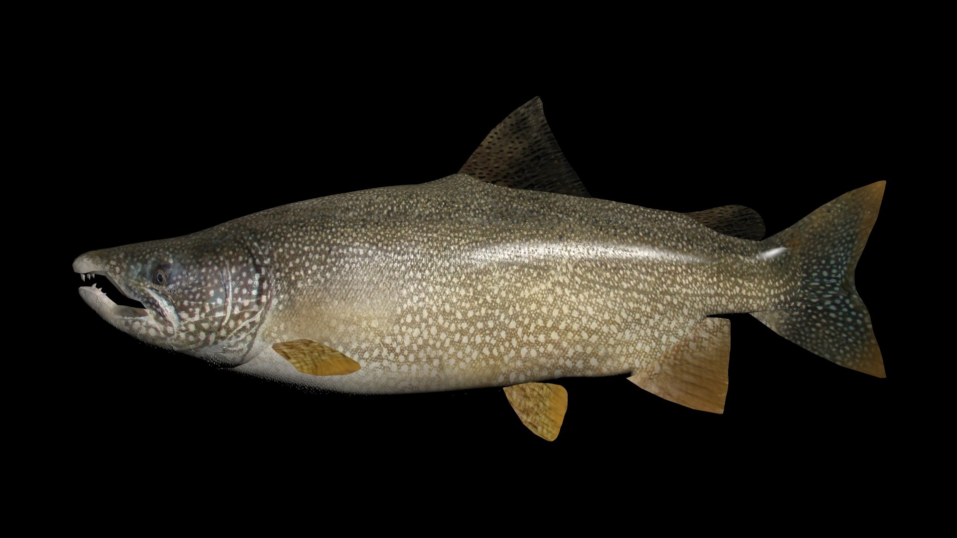 Lake Trout Model - TurboSquid 1294528