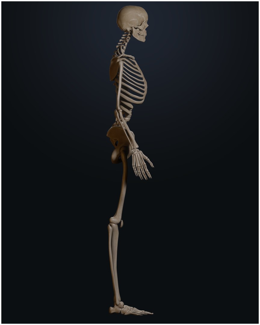 Female Skeleton 3D model - TurboSquid 1822315