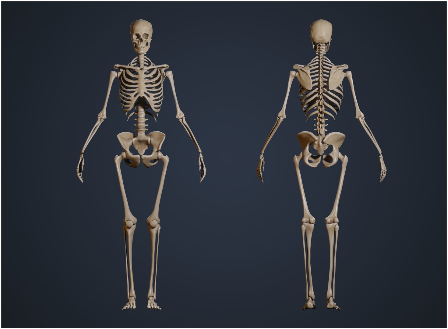 Female Skeleton 3D model - TurboSquid 1822315