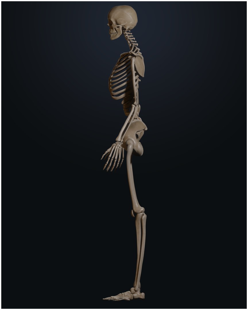 Female Skeleton 3D model - TurboSquid 1822315