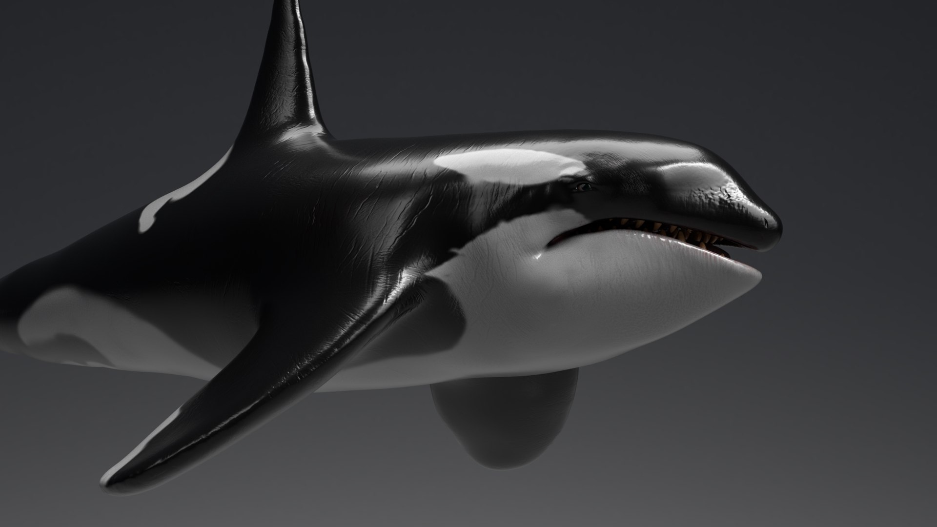 3D Killer Whale Animations - TurboSquid 1507857