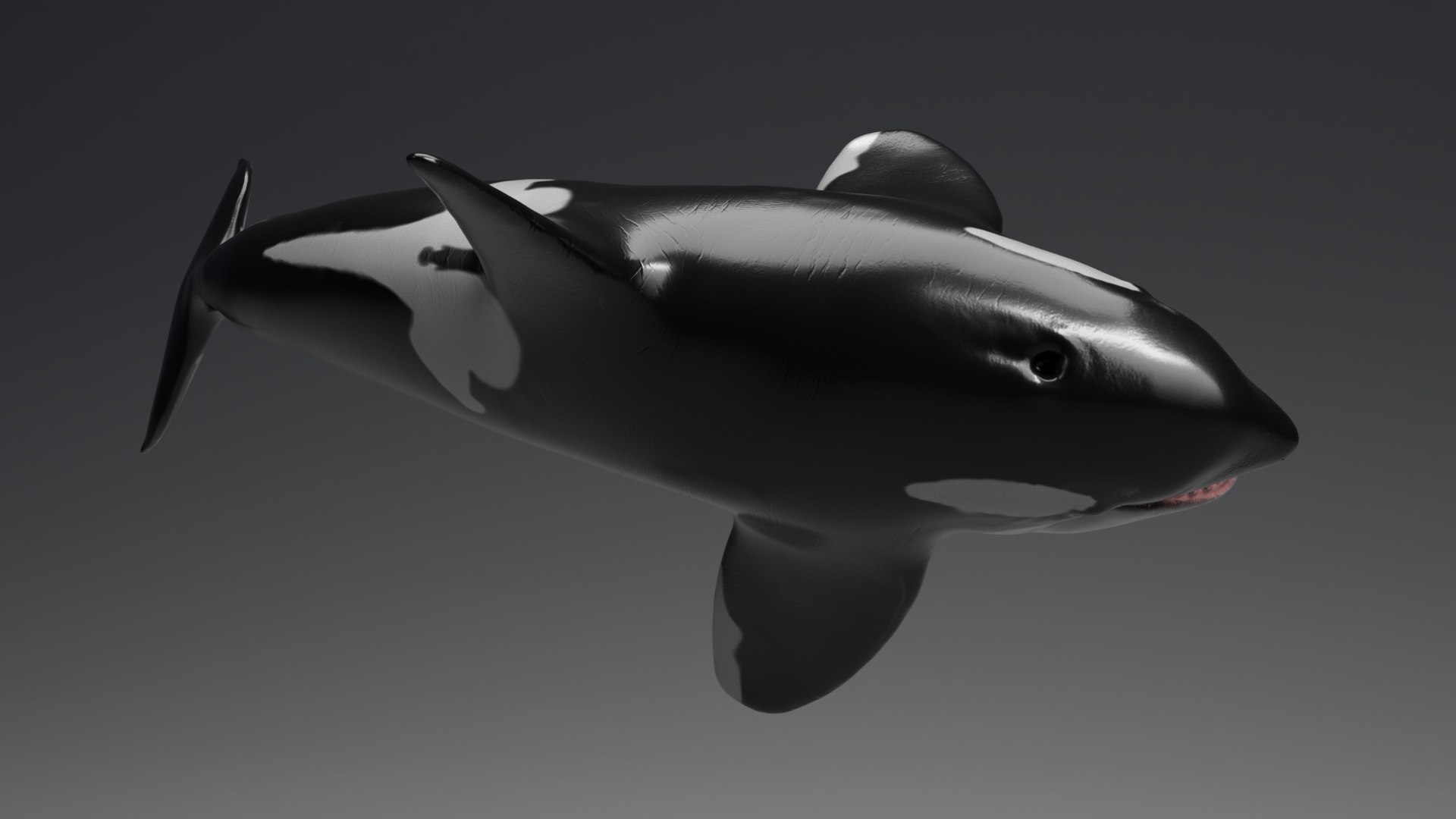 3D Killer Whale Animations - TurboSquid 1507857