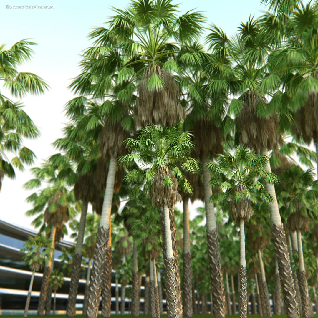 modelo 3d Palmera Washingtonia mexicana - TurboSquid 1518921