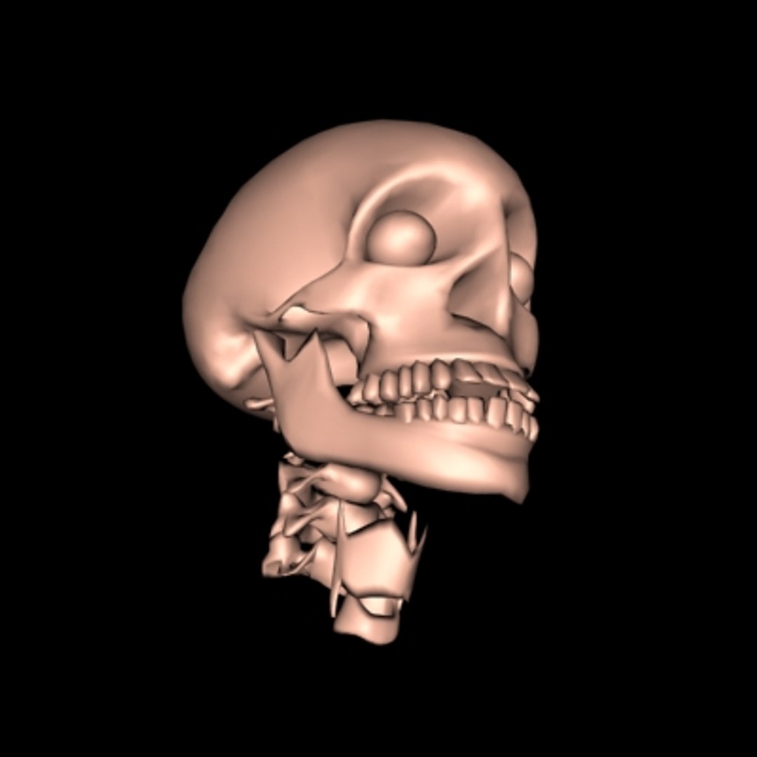 Human Head Skull Max