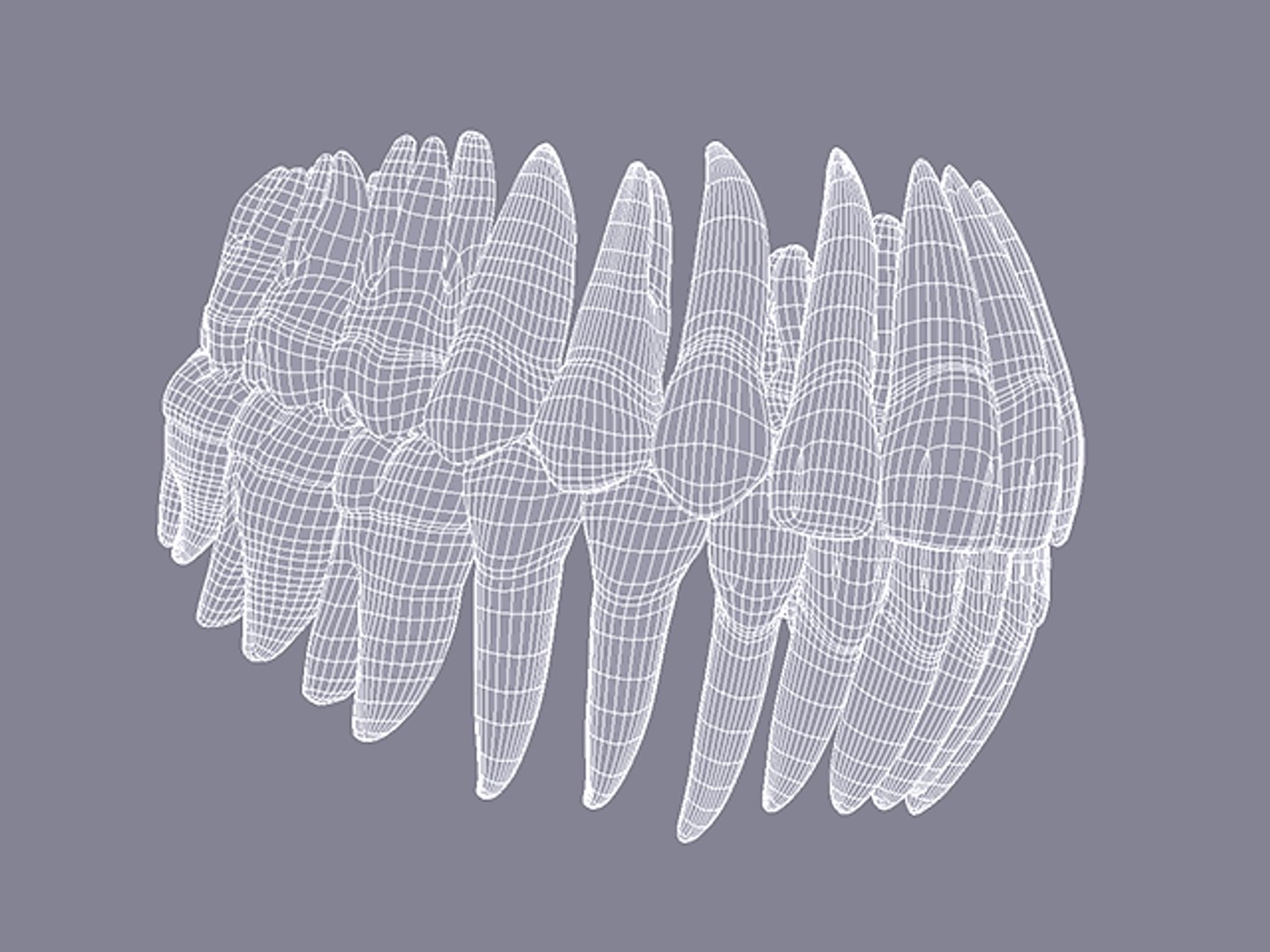 3d Model Of Human Skull Teeth