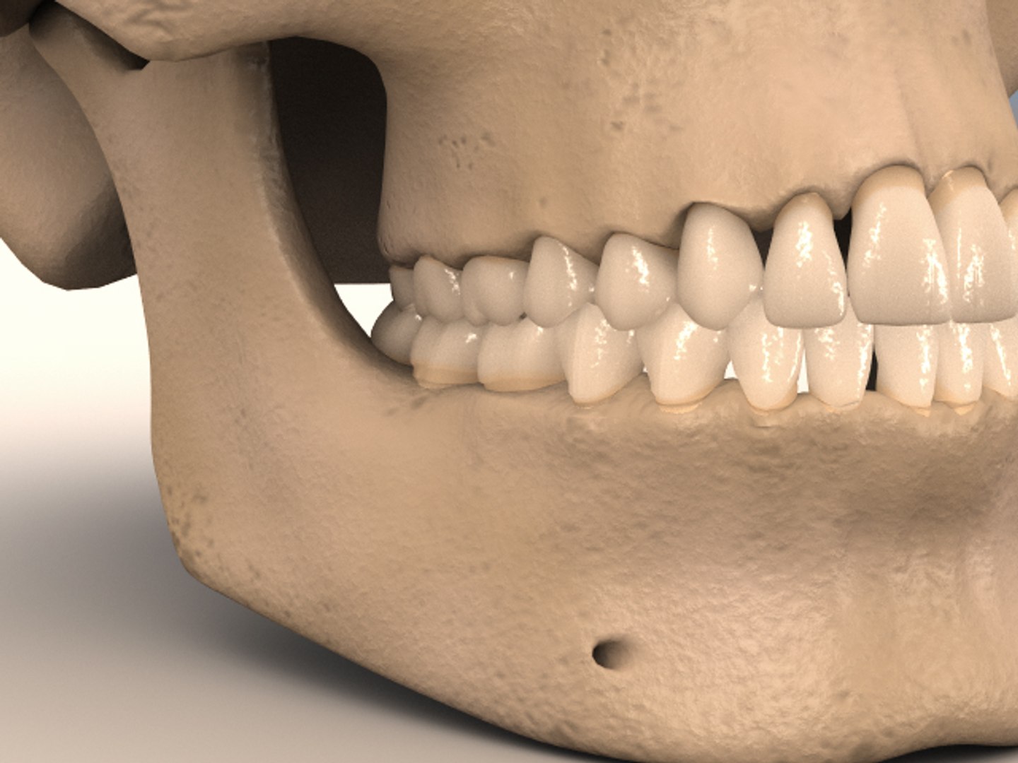 3d Model Of Human Skull Teeth