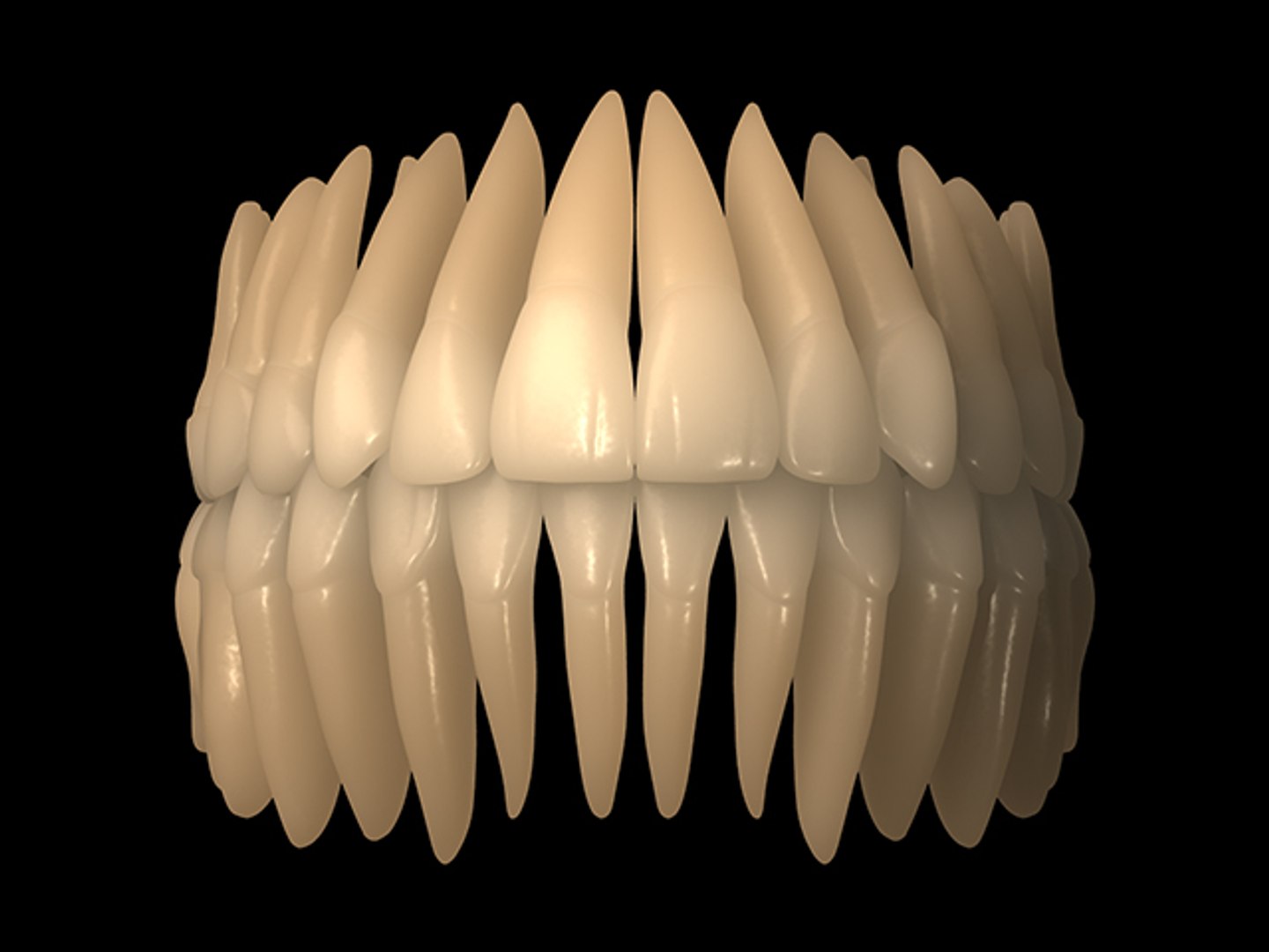 3d Model Of Human Skull Teeth
