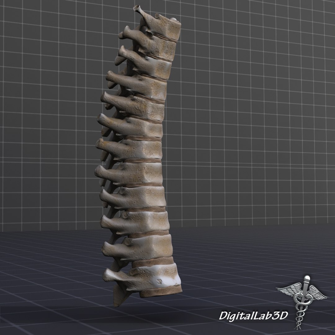Human Thoracic Vertebrae X
