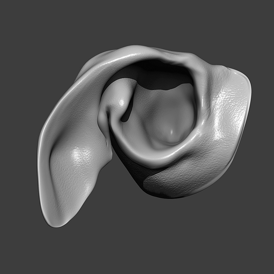 3D Dog Ear Highpoly Sculpt - TurboSquid 1807841