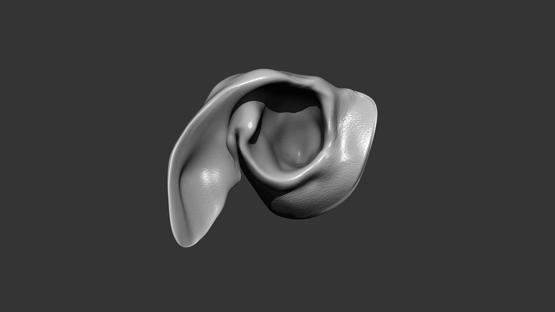 3D Dog Ear Highpoly Sculpt - TurboSquid 1807841