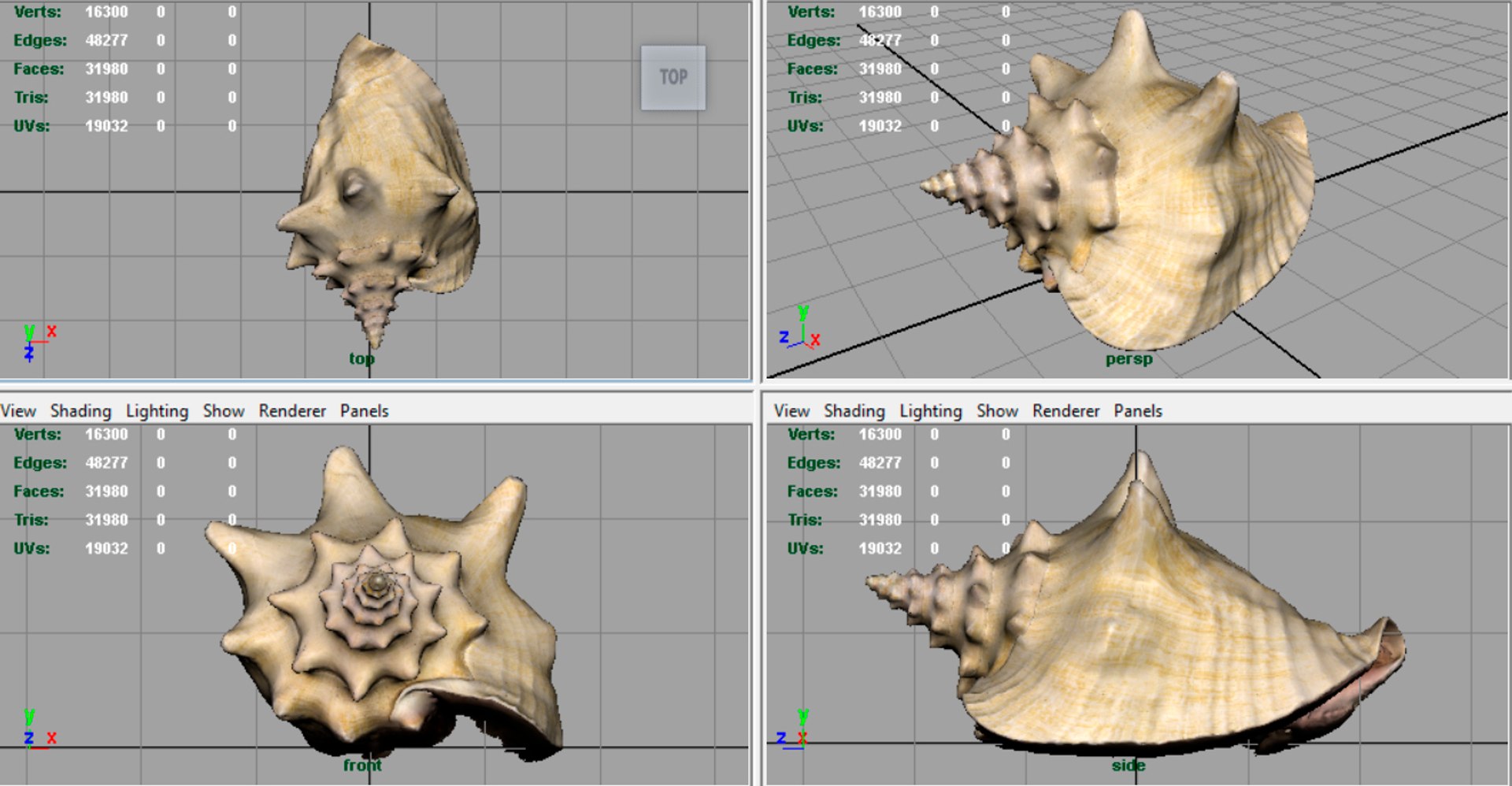 Realistic Sea Shell 3D Model - TurboSquid 1197775