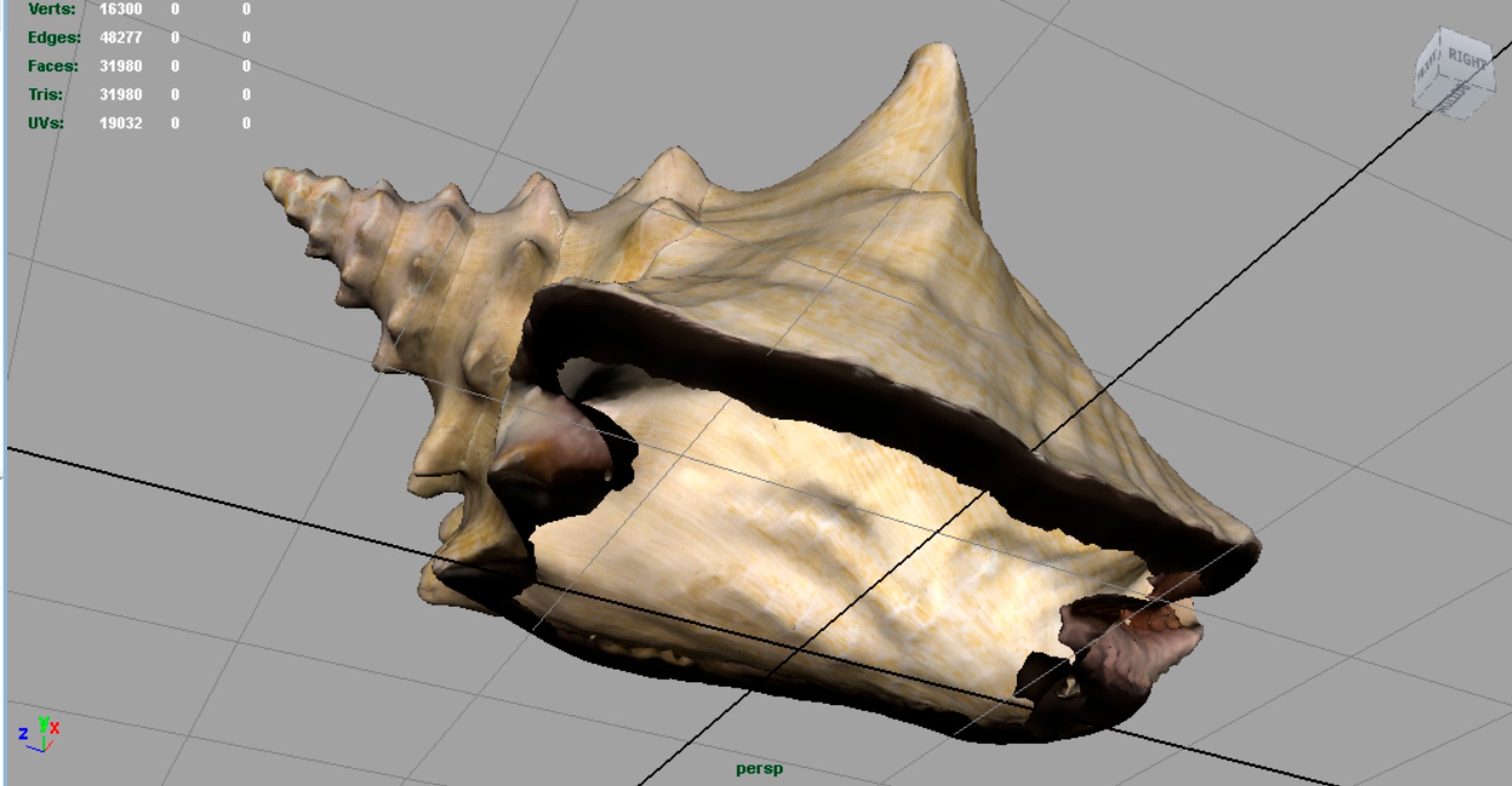 Realistic Sea Shell 3D Model - TurboSquid 1197775