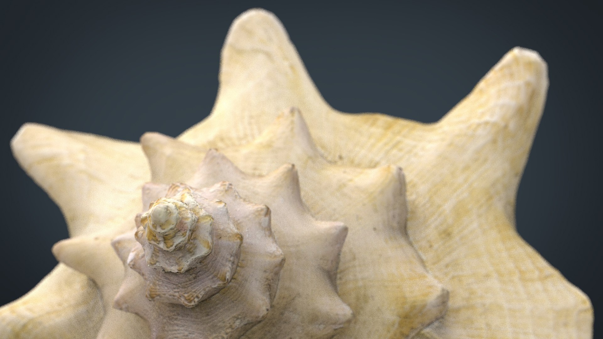 Realistic Sea Shell 3D Model - TurboSquid 1197775
