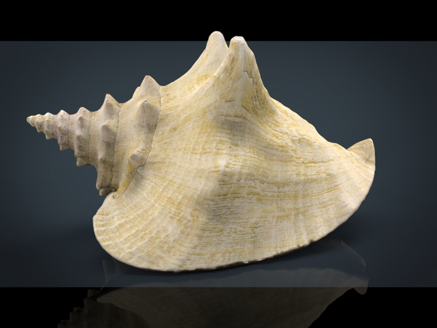 Realistic Sea Shell 3D Model - TurboSquid 1197775