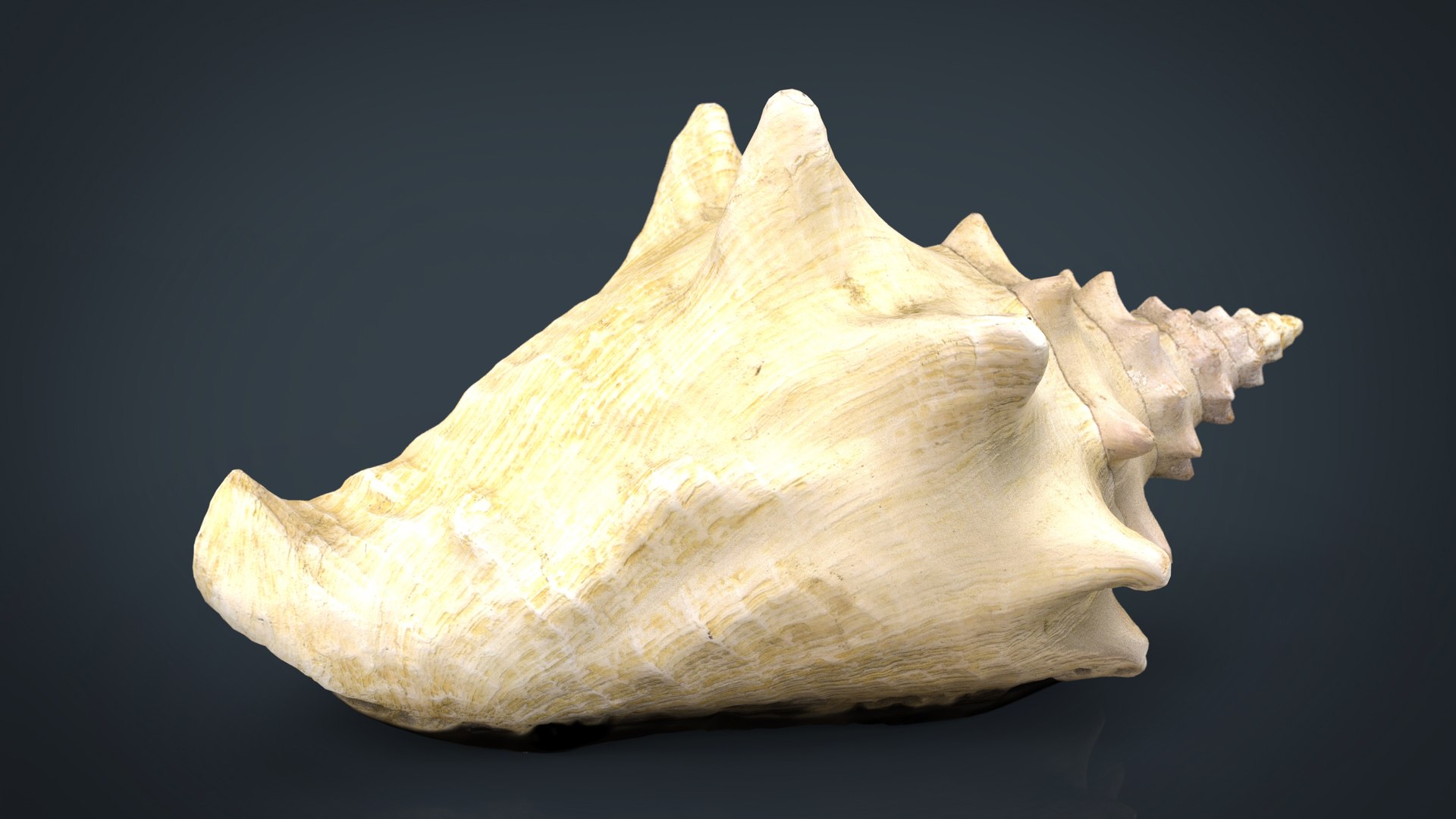Realistic Sea Shell 3D Model - TurboSquid 1197775
