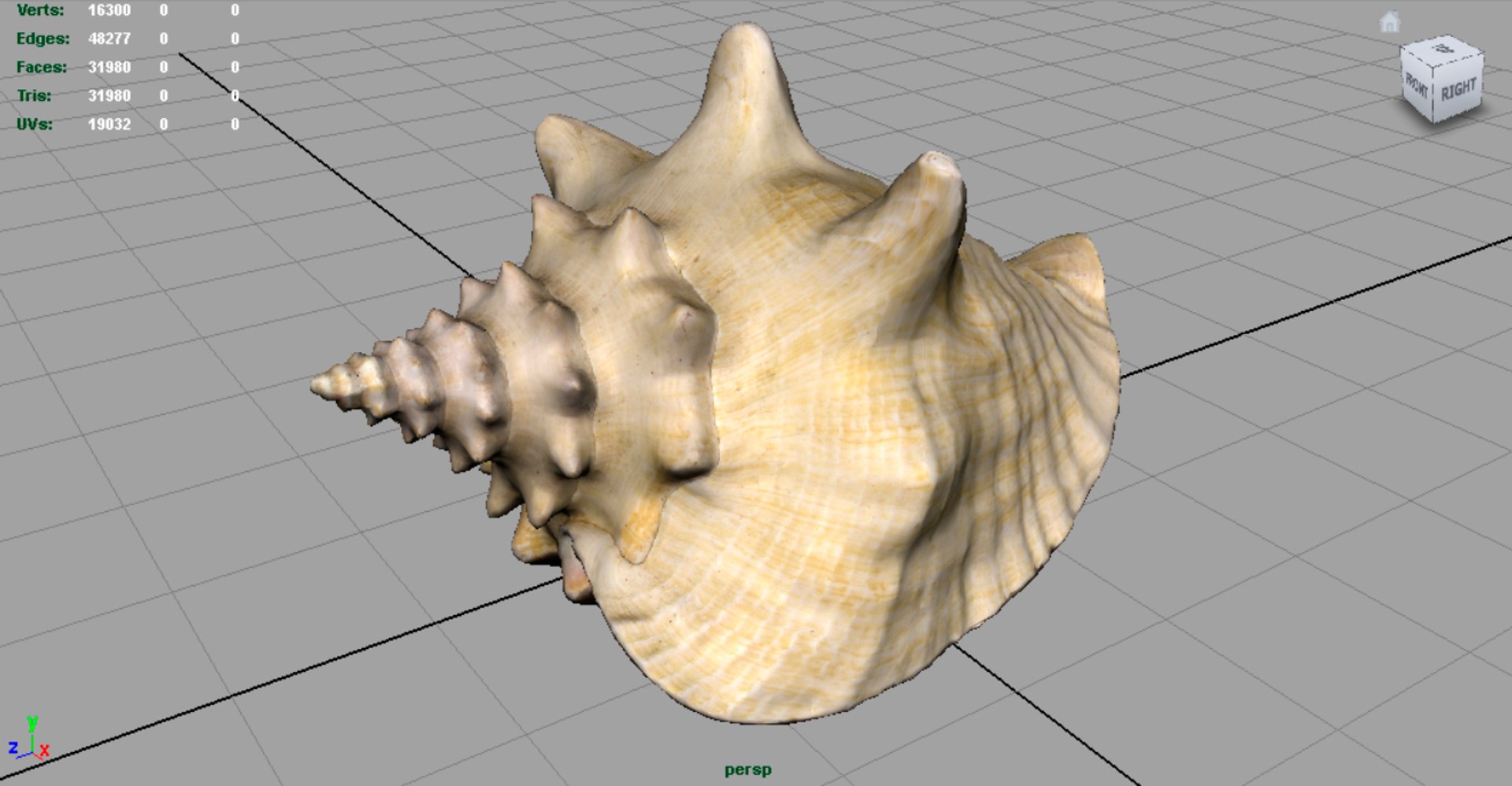 Realistic Sea Shell 3D Model - TurboSquid 1197775