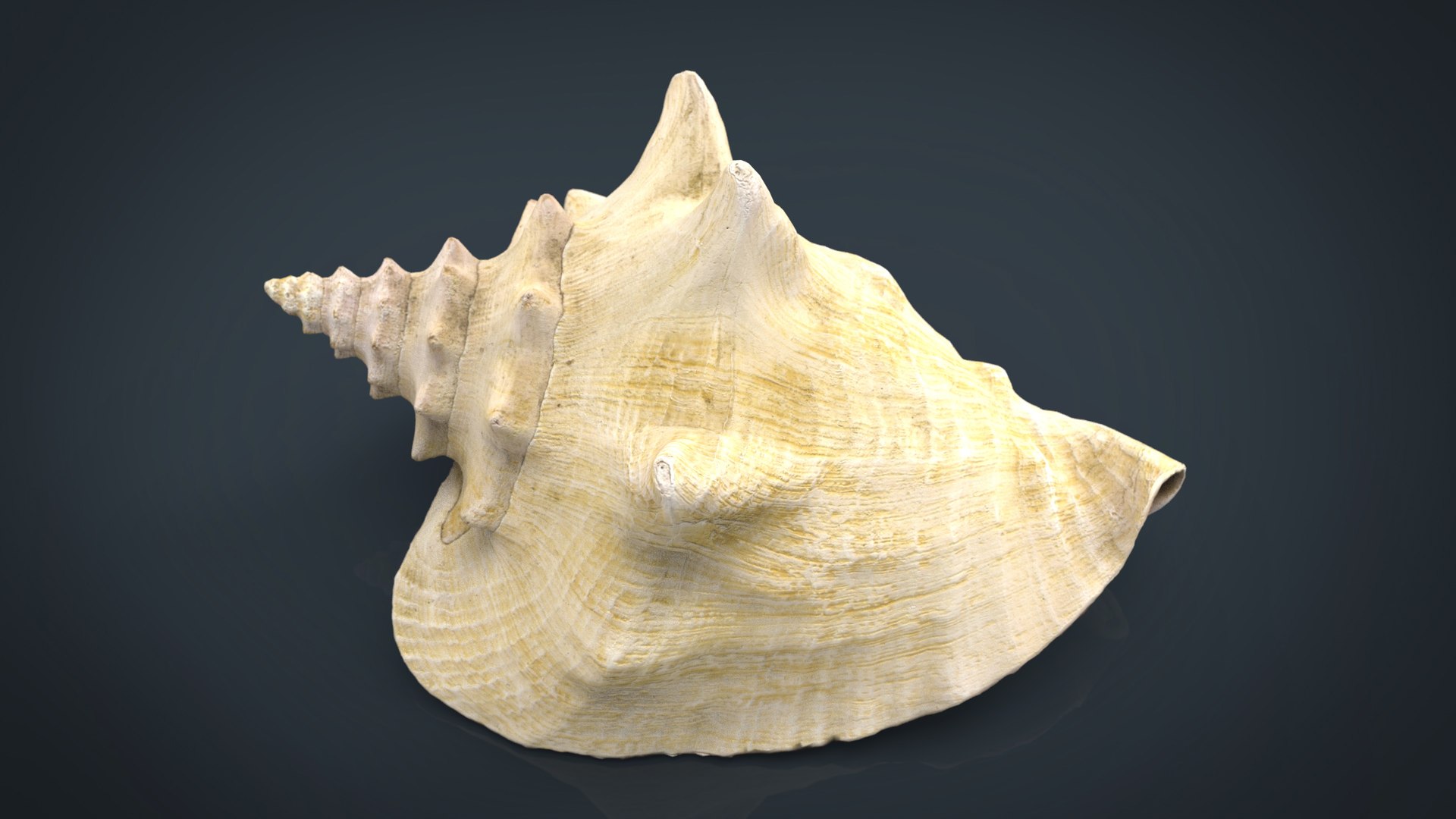 Realistic Sea Shell 3D Model - TurboSquid 1197775