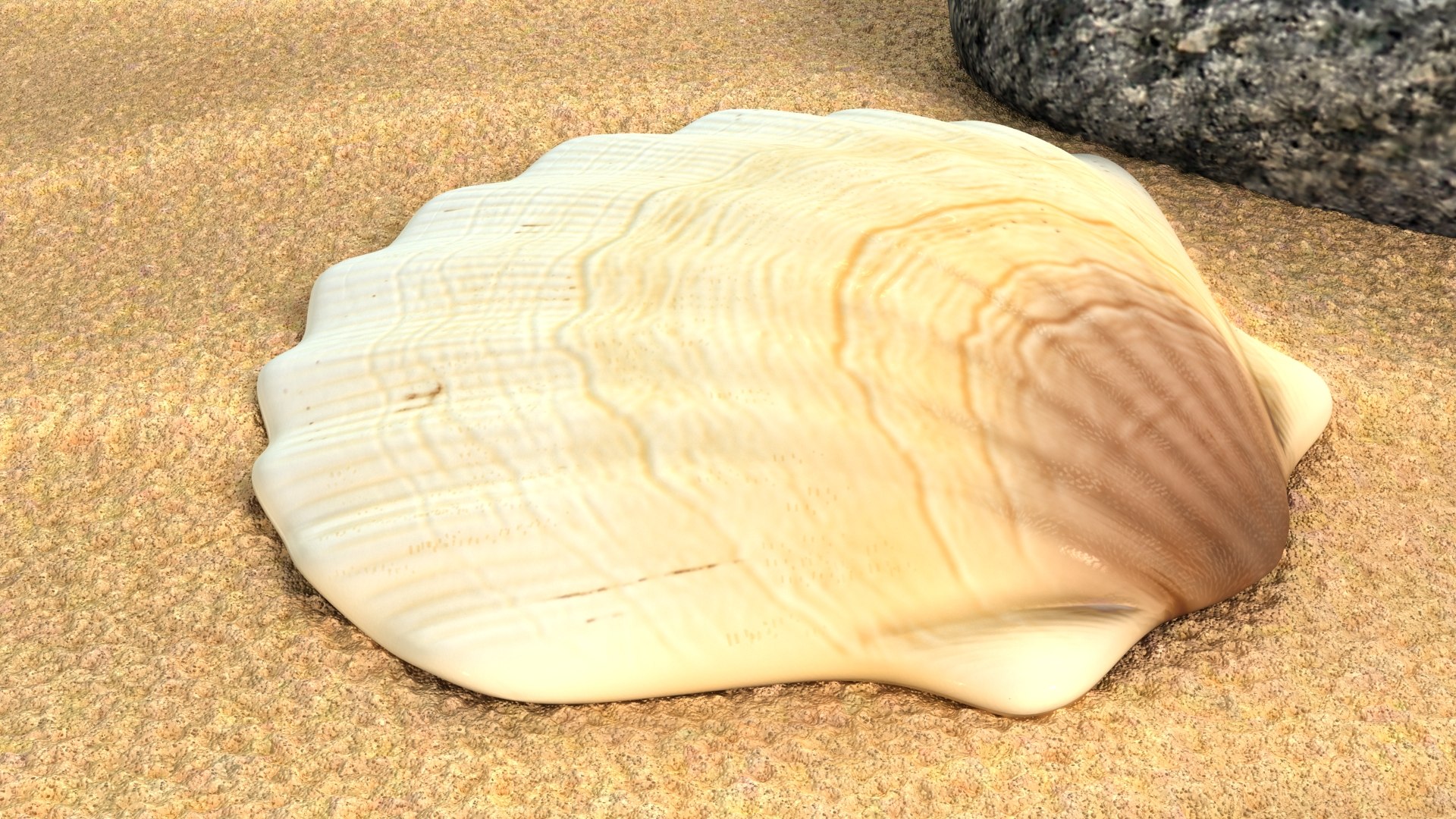 Sea Shell Half 3D Model - TurboSquid 2203877
